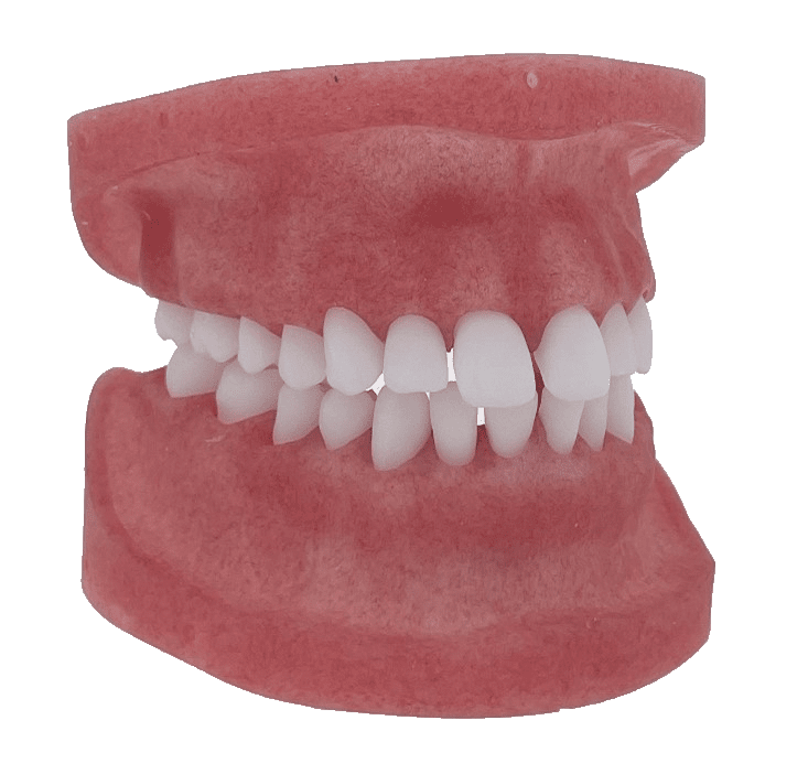 Periodontal Model | Dental Training Models | DRSK