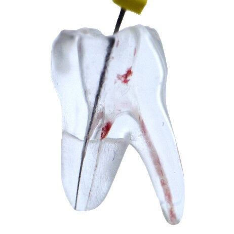 Endodontic Model | Dental Training Models | DRSK