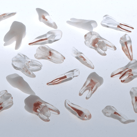 Endodontic Model | Dental Training Models | DRSK