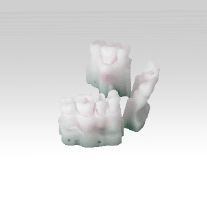 Apicoectomy - Maxillary Molar, White | Dental Training Models | DRSK