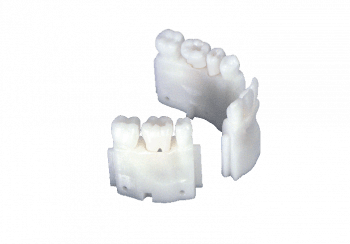 Modular Jaw Model | Dental Training Models | DRSK