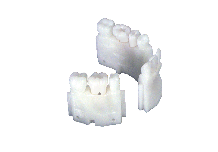 Modular Jaw Model | Dental Training Models | DRSK