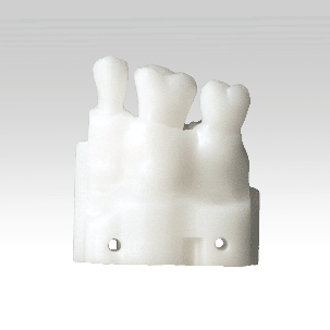Modular Jaw Model | Dental Training Models | DRSK
