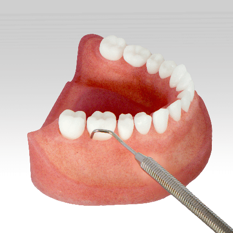Periodontal Model | Dental Training Models | DRSK