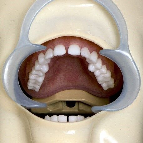 Modular Jaw Model | Dental Training Models | DRSK