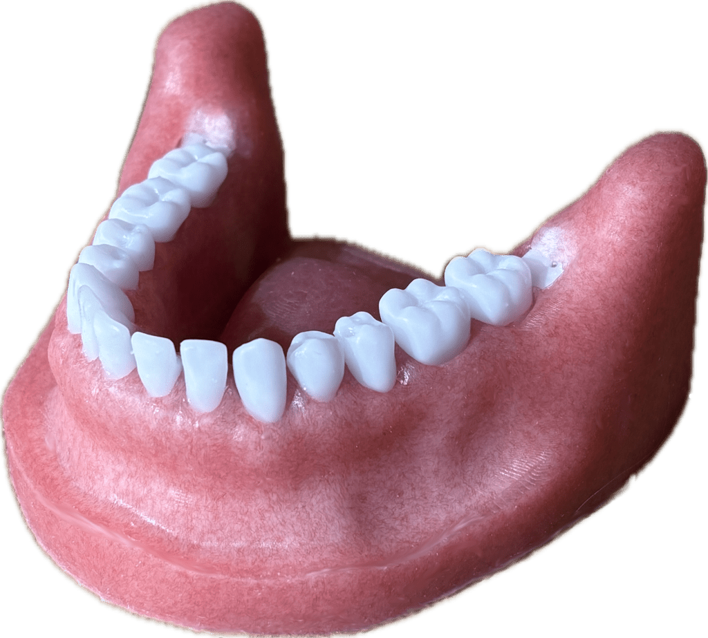 Surgical Model | Dental Training Models | DRSK
